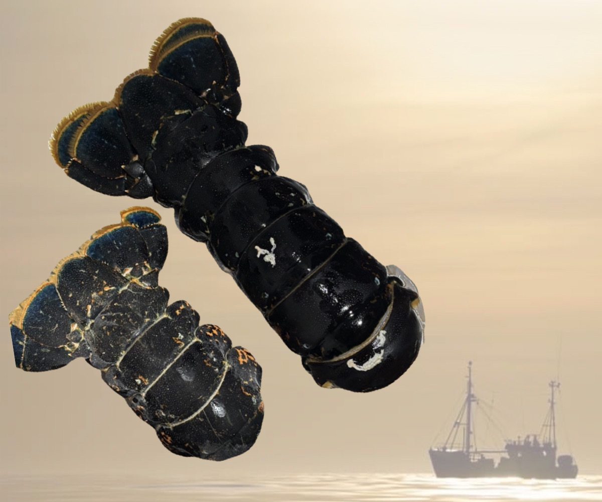 Helgoländer Nordseehummer Scheren & Schwänze (roh/TK)