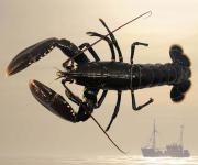 Taschenkrebse, Hummer, Helgoländer Knieper und Wellhornschnecken